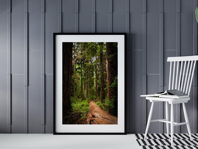 Hoh Rainforest, Olympic Peninsula, Washington Photography Print Redoows ...