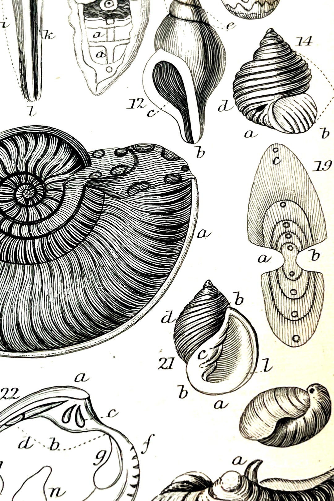 The Elements of Fossil Conchology: 1843 Victorian Paleontology Guide by ...
