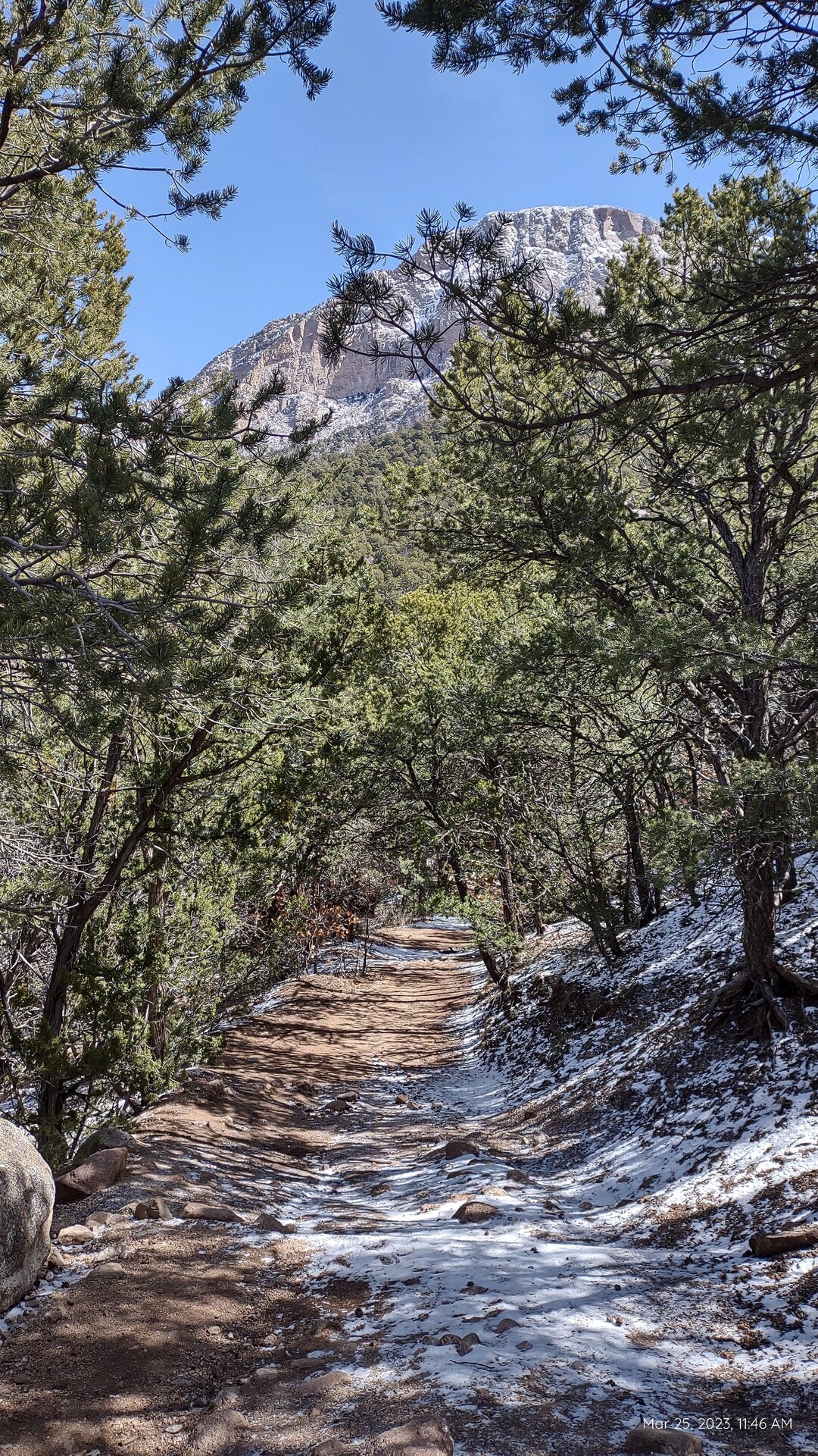 Tree Trail of Sandia Mountain (photography, Hiking, Nature, Wall Decor ...