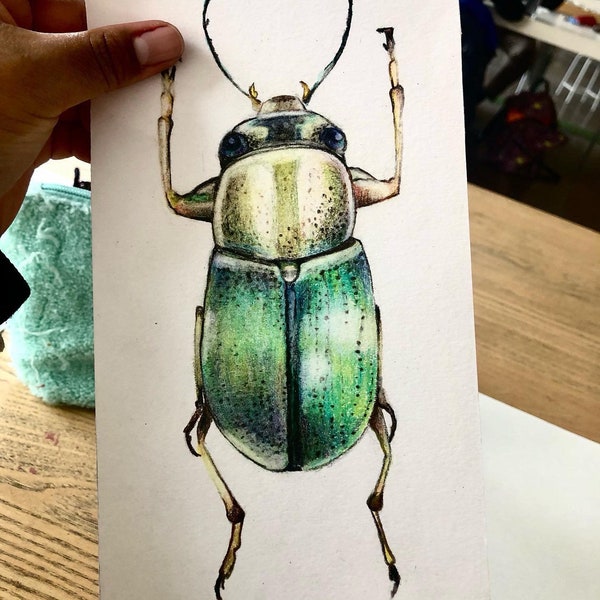 Insect Drawing - Etsy