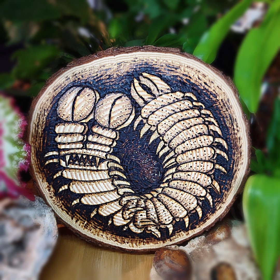 Pyrography Centipede - Shrimp-o-pede - Etsy