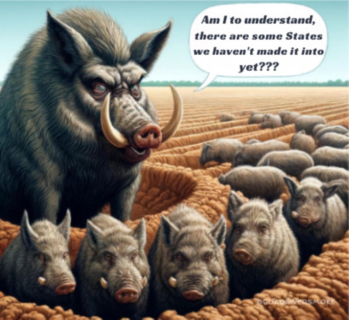 Funny Feral Hog Cartoon | Satirical Digital Download | Wild Hog Humor ...