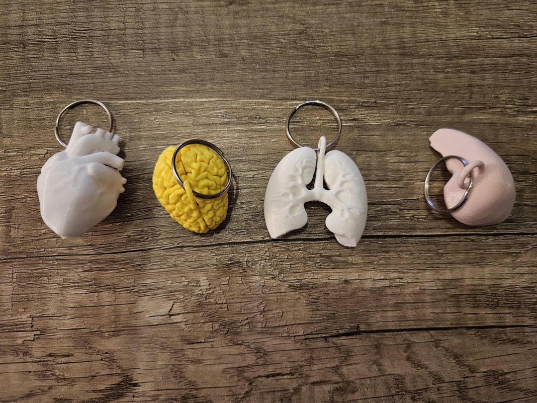Anatomy Kit – Realistic Human Organ Keychains. - Etsy