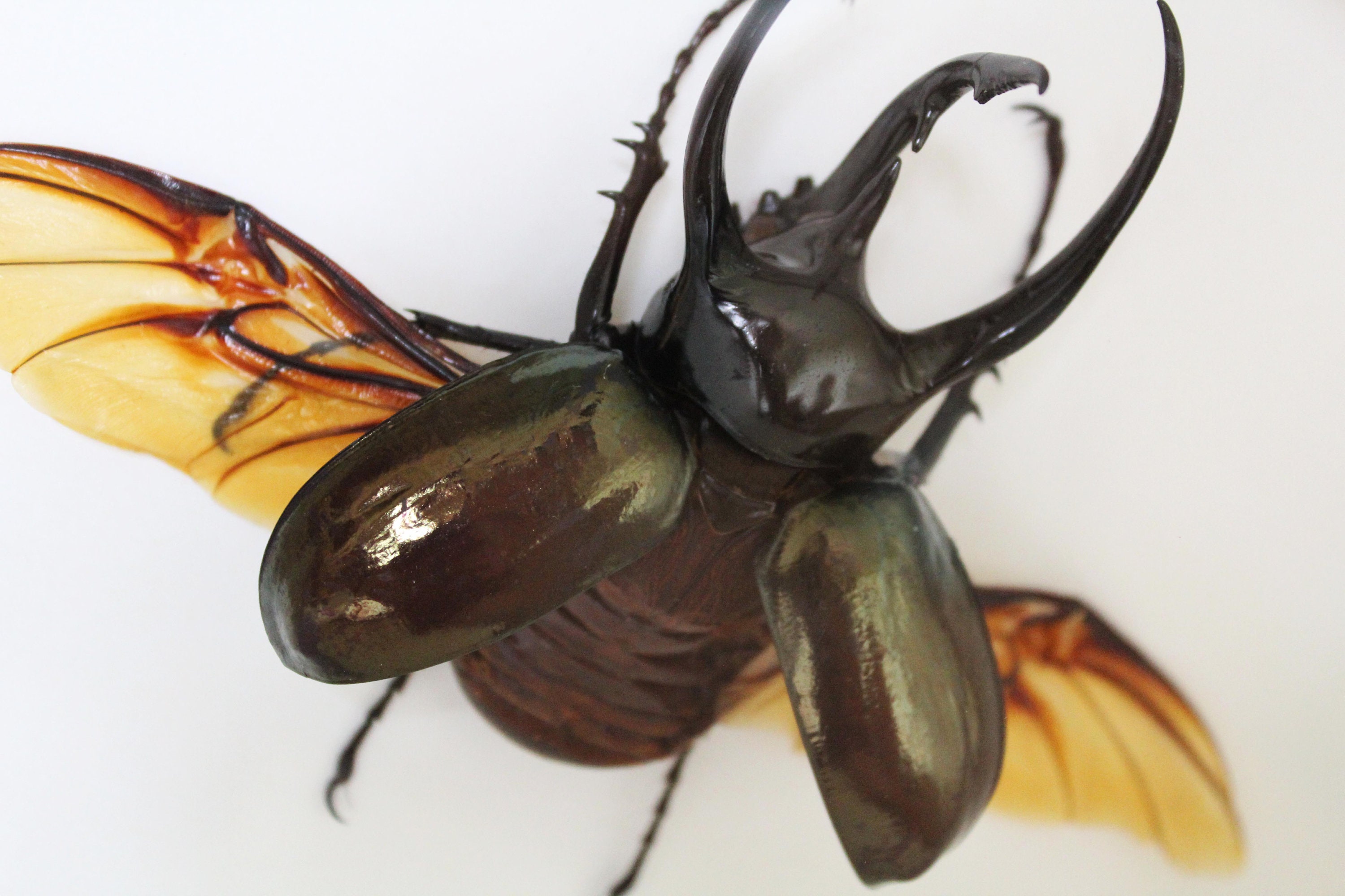 Three Horned Rhino Beetle Framed - Chalcosoma Caucusus - Etsy