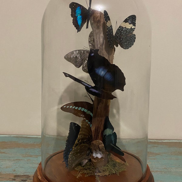 Monarch Butterfly in Glass Dome - Etsy