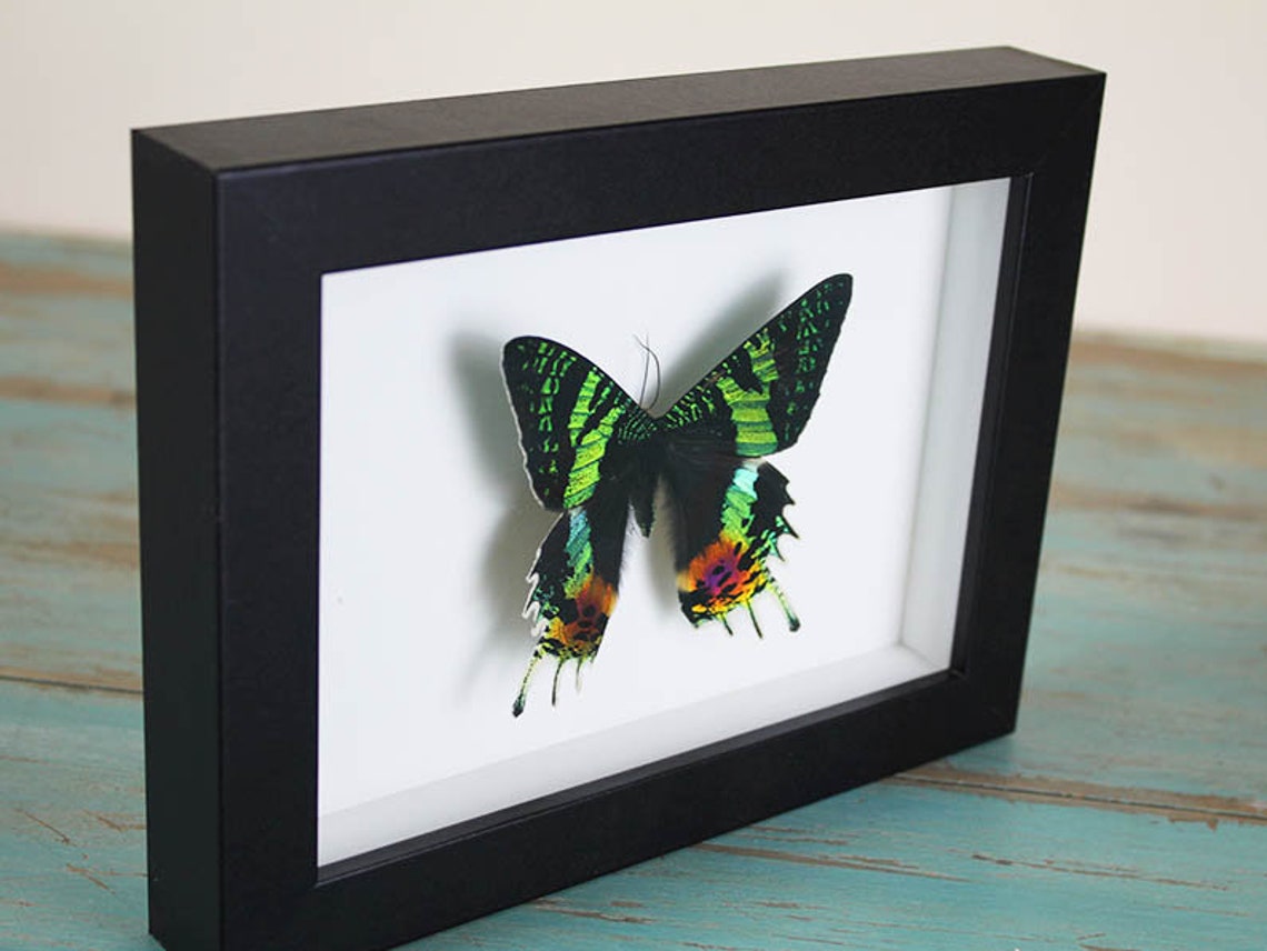 Urania Ripheus or Sunset Moth in a Frame - Etsy