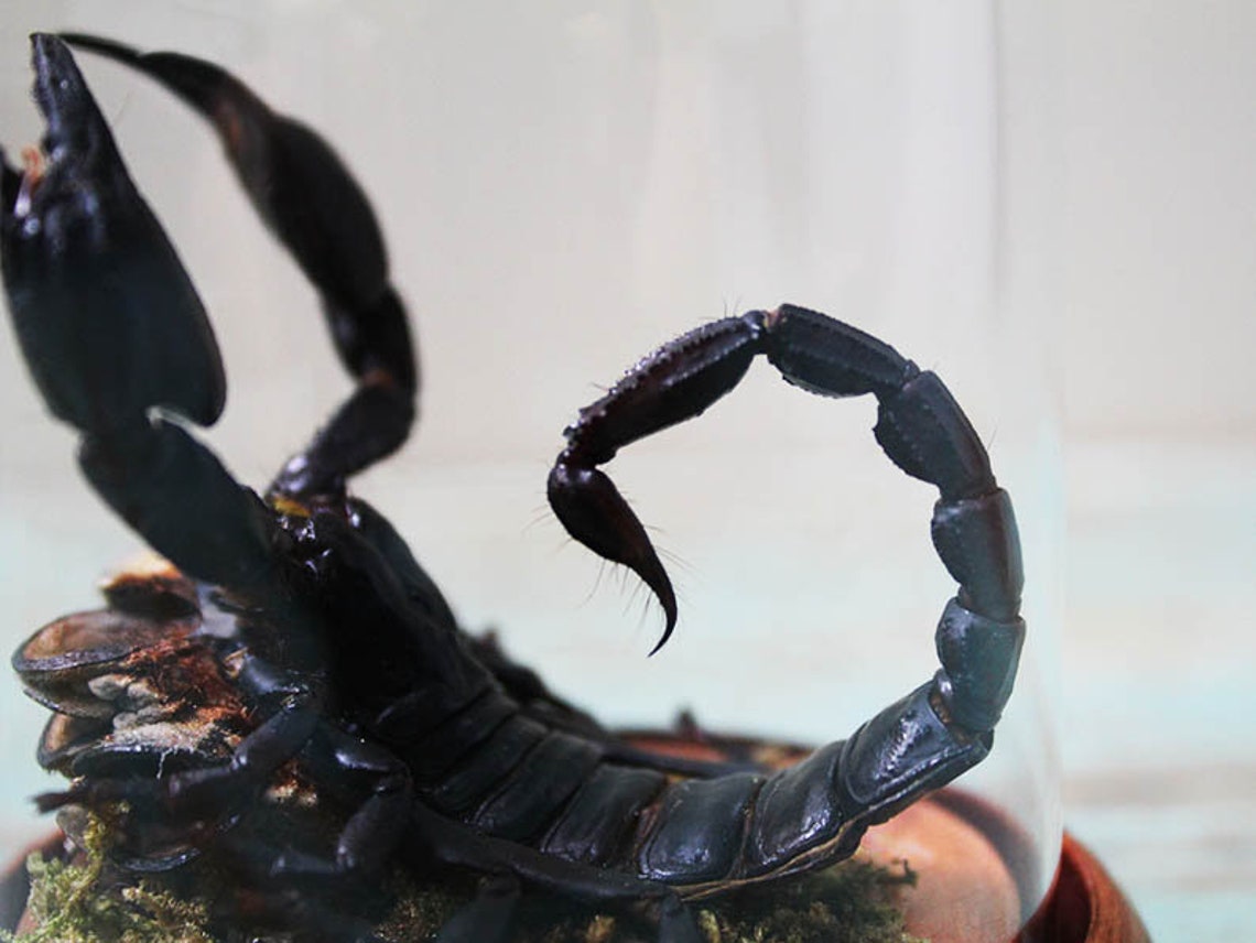 Scorpion in a Small Dome Wall Decor Real Taxidermy Wall Art - Etsy