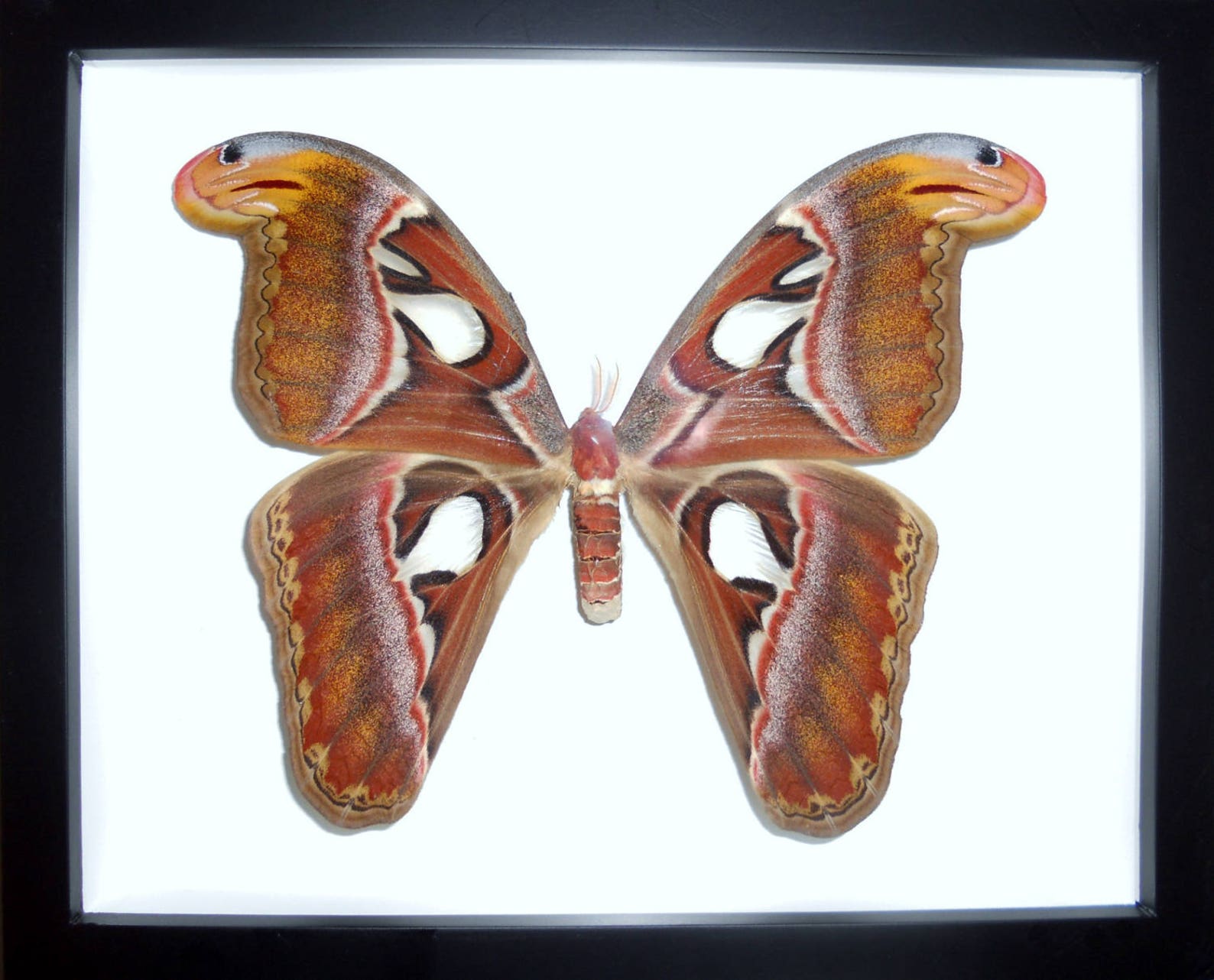 Atlas Moth, Attacus Atlas, Framed - Etsy