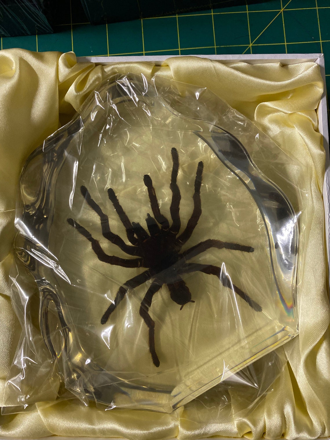 Haplomia Minax Thailand Tarantula in Resin Paperweight - Etsy