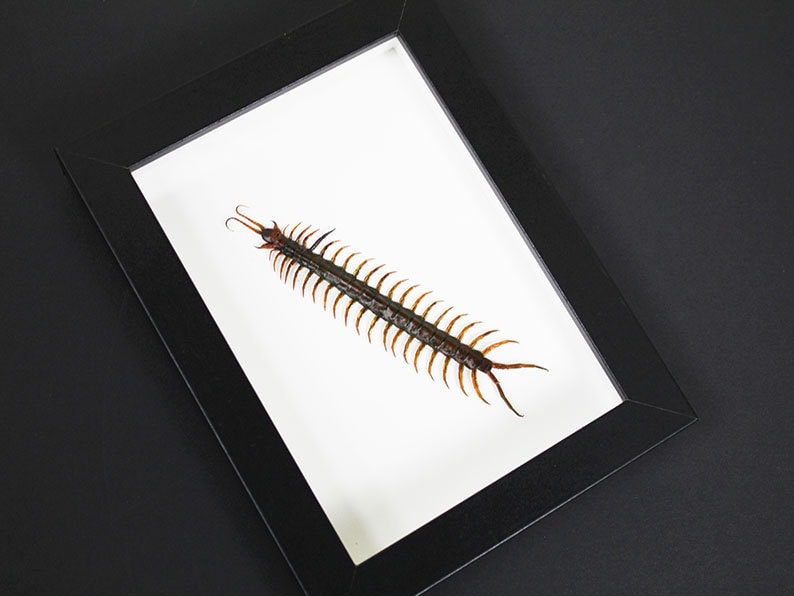 Scolopendra Sp. Centipede in a Frame - Etsy