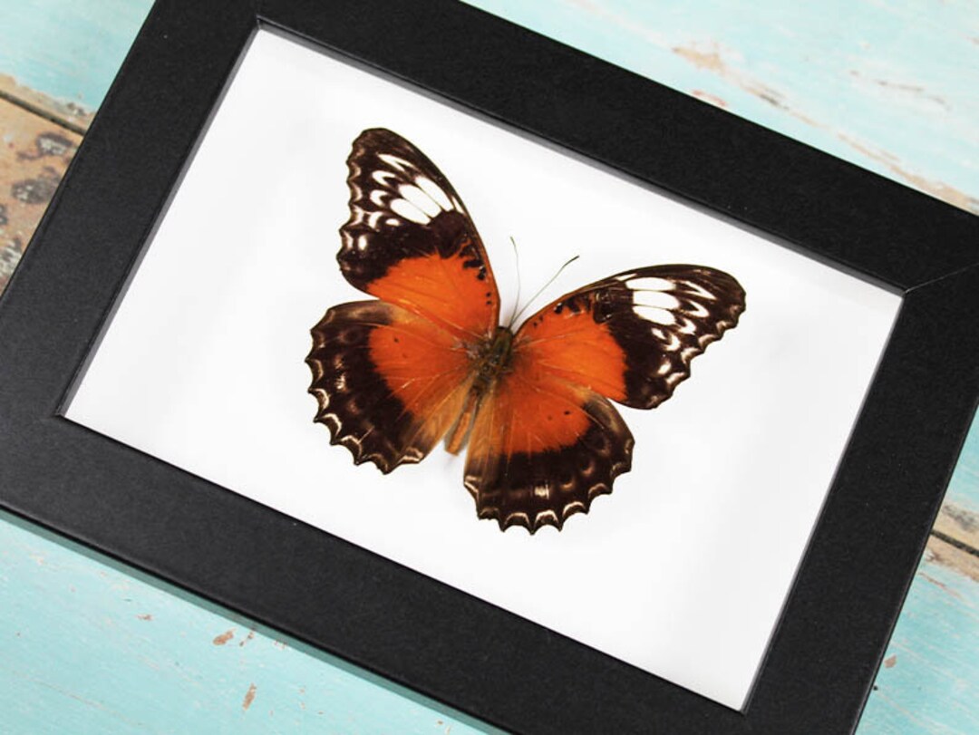 Lacewing Butterfly in a Frame - Etsy