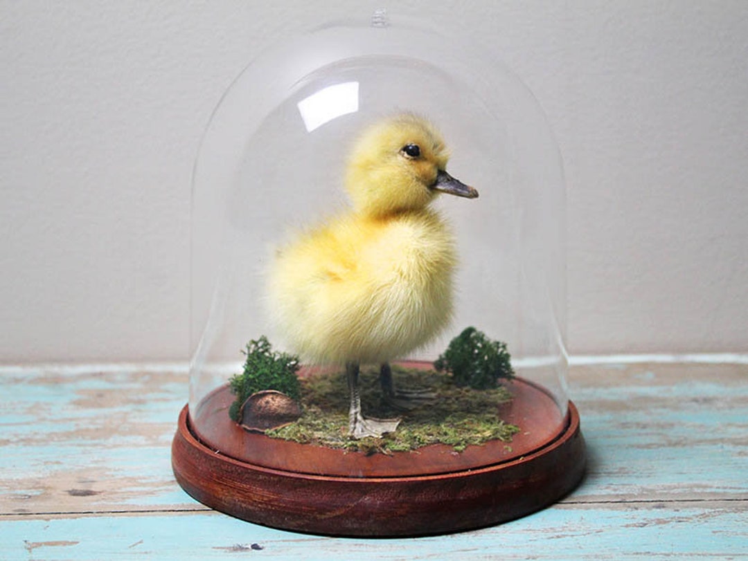 Real Duckling in a Dome - Etsy