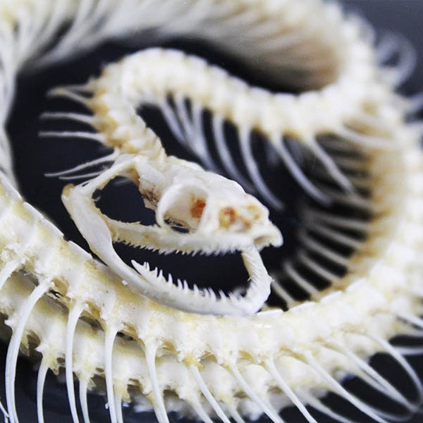 Snake Skeleton - Etsy
