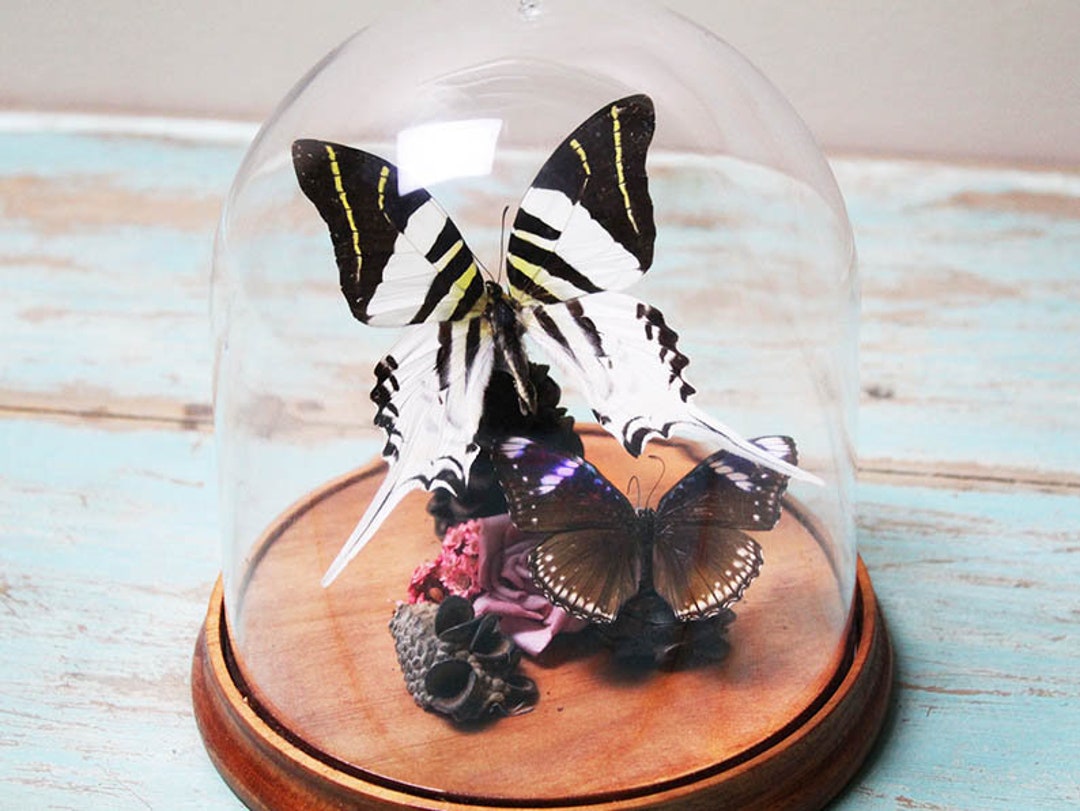 Giant Swordtail Butterfly in a Dome - Etsy