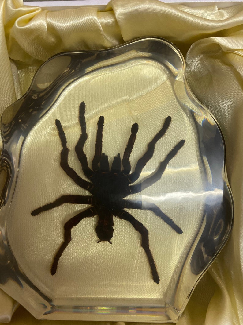 Haplomia Minax Thailand Tarantula in Resin Paperweight - Etsy