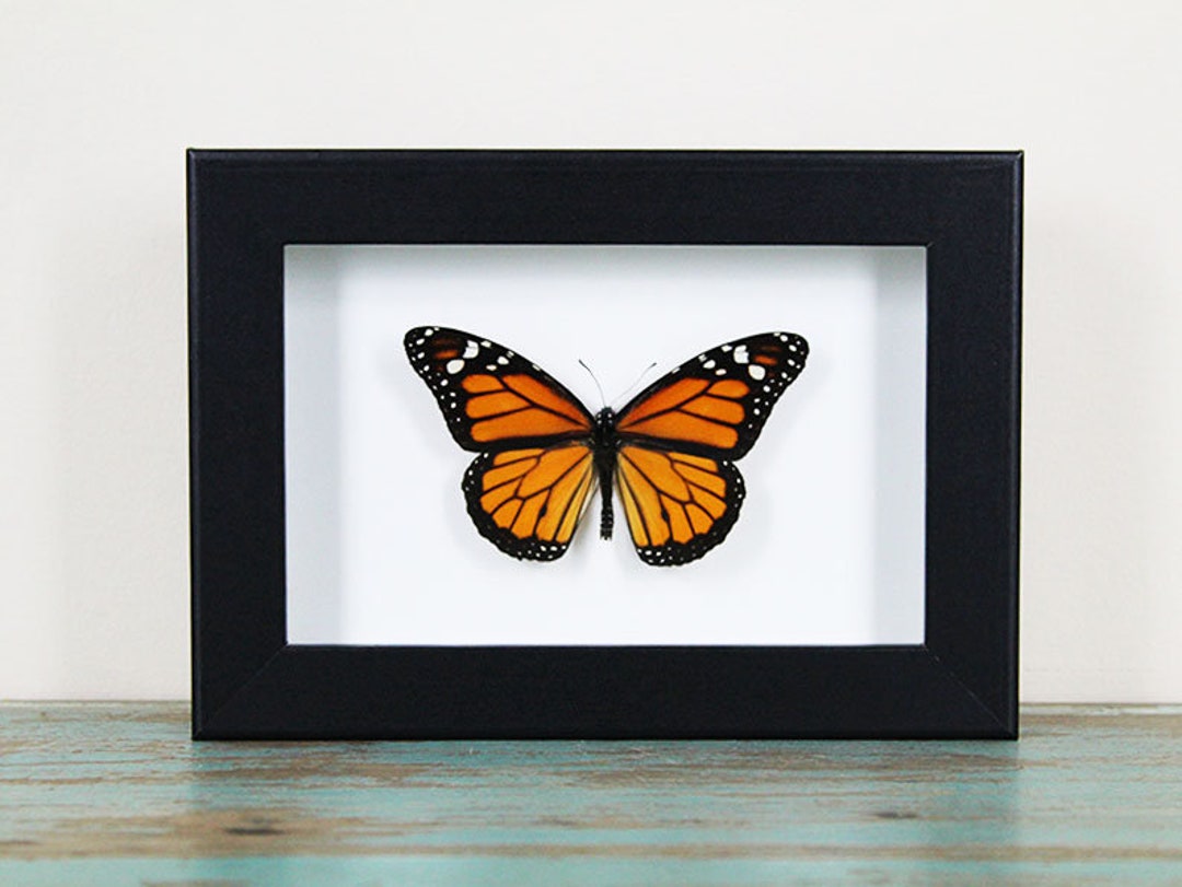 Monarch Butterfly in a Frame - Etsy