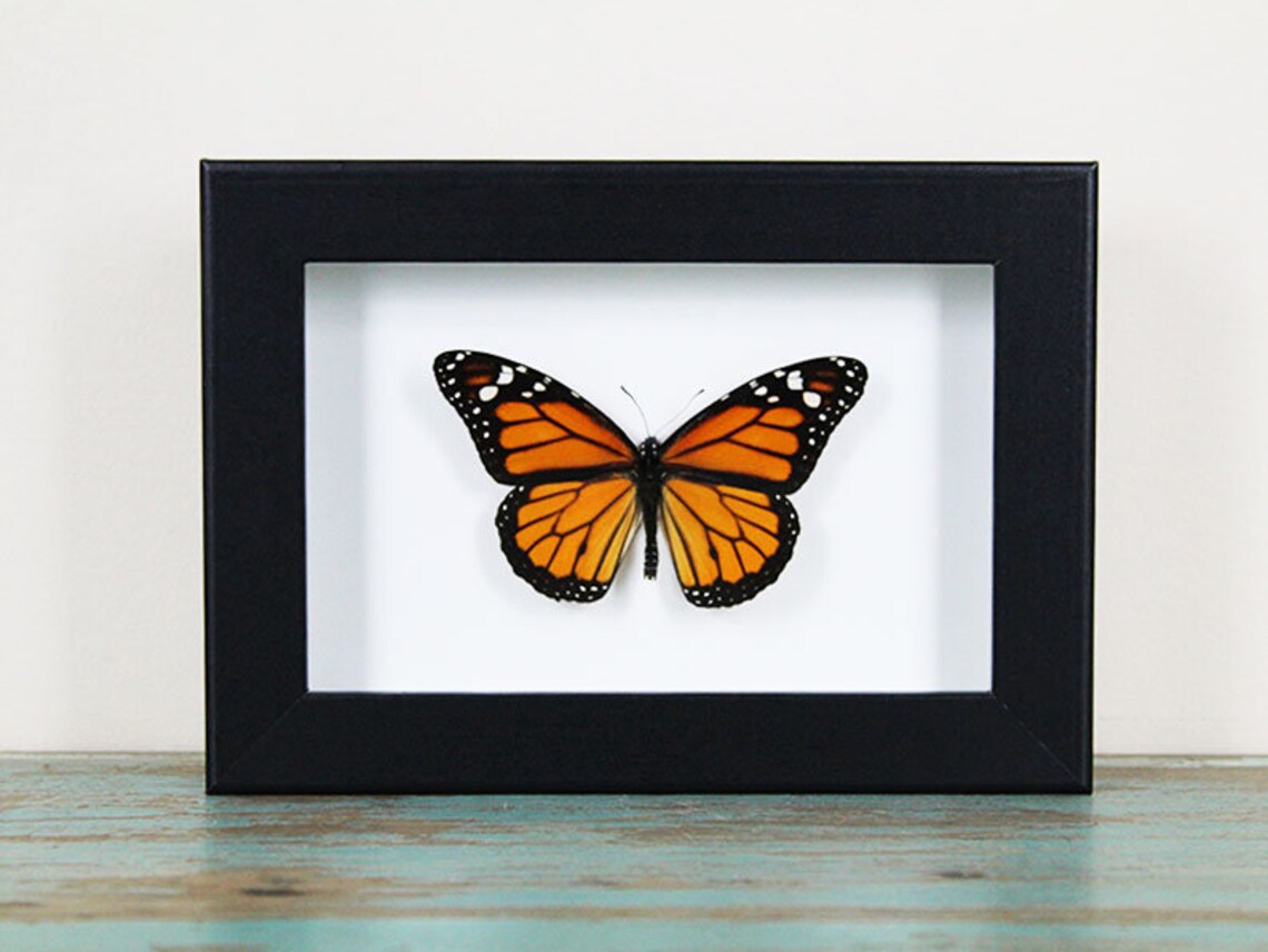 Monarch Butterfly in a Frame | Etsy