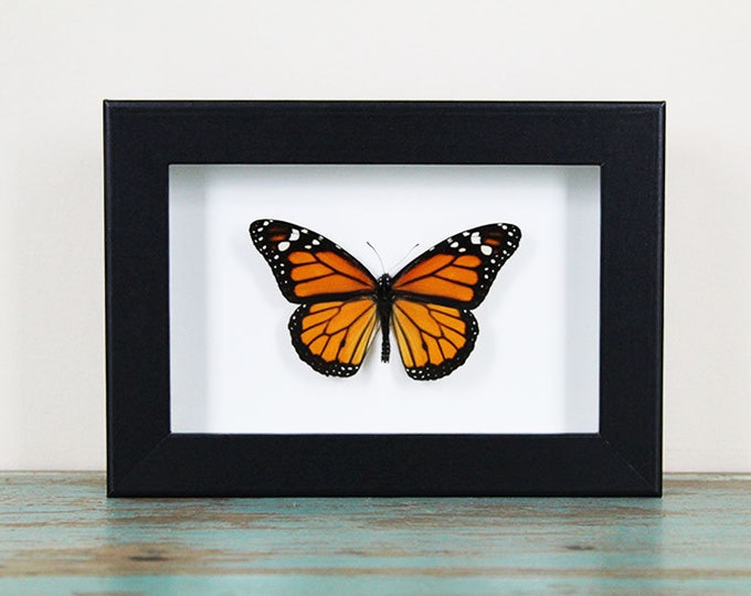Monarch Butterfly in a Frame - Etsy