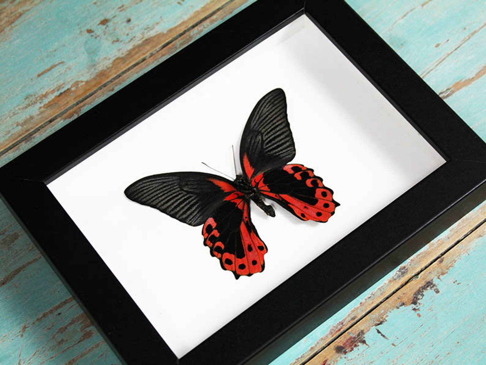 Scarlet Mormon in a Frame | Etsy