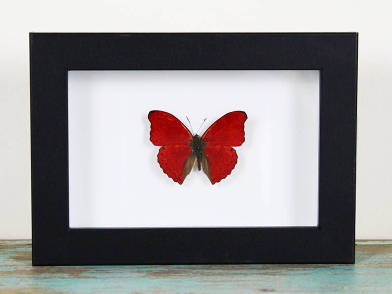 Red Glider Butterfly in a Frame - Etsy