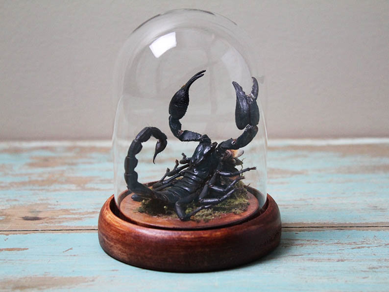 Scorpion in a Small Dome Wall Decor Real Taxidermy Wall Art Home ...