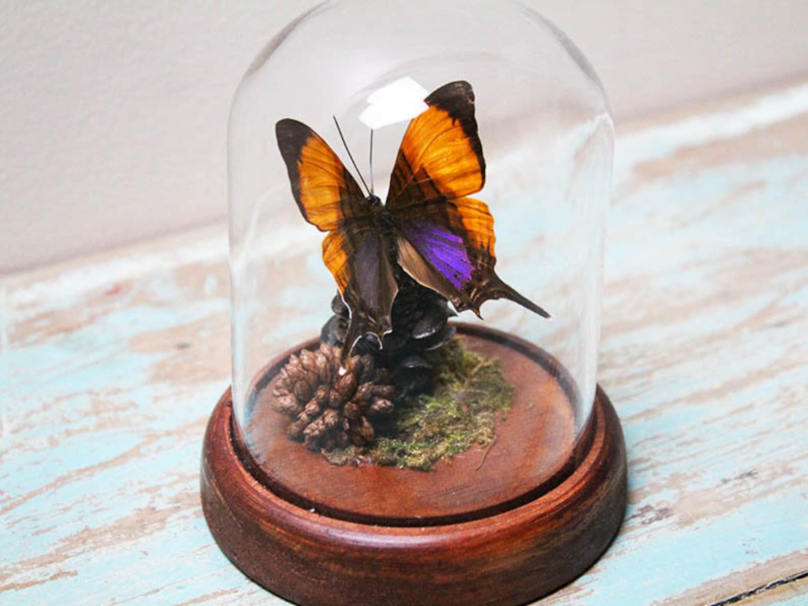Purple Daggerwing Butterfly in a Dome - Etsy