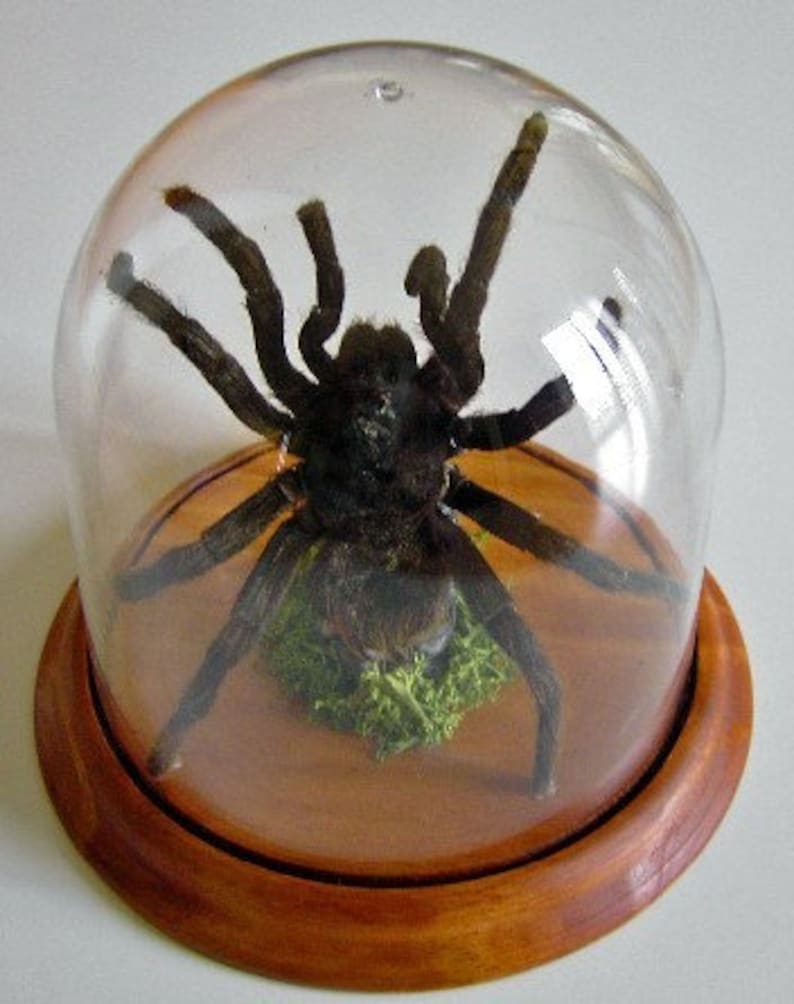 Pamphobeteus Antinous Tarantula in a Dome - Etsy