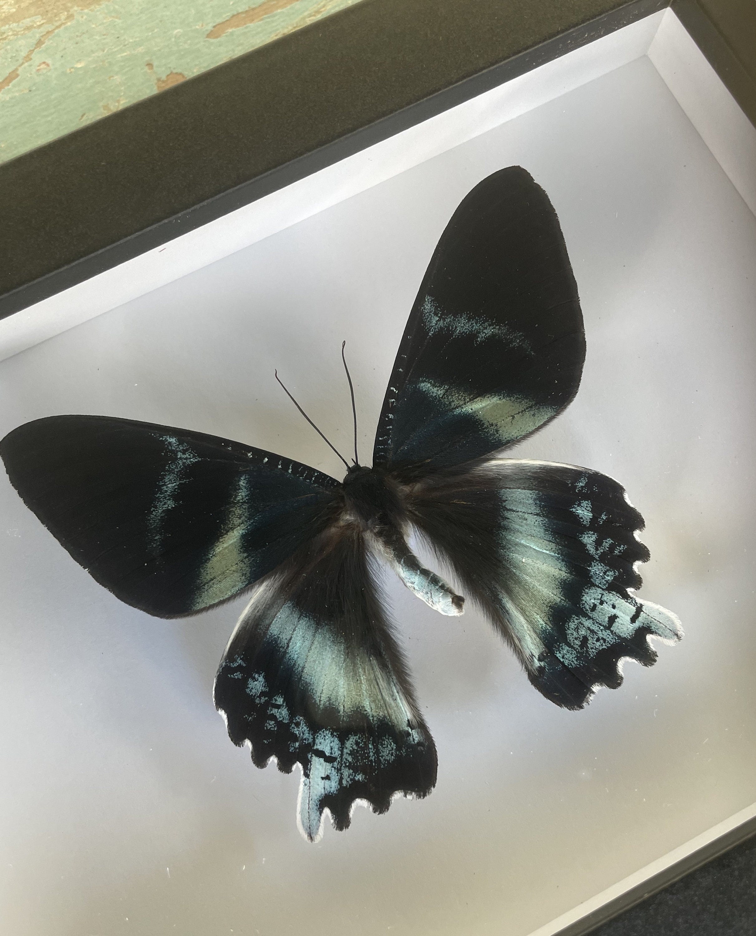 Alcides Odontes, Zodiac Moth in a Black Frame - Etsy