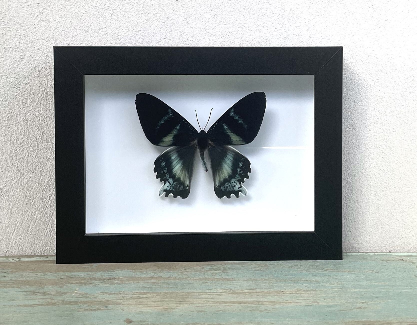 Alcides Odontes, Zodiac Moth in a Black Frame - Etsy