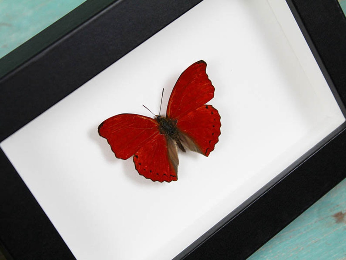 Red Glider Butterfly in a Frame - Etsy