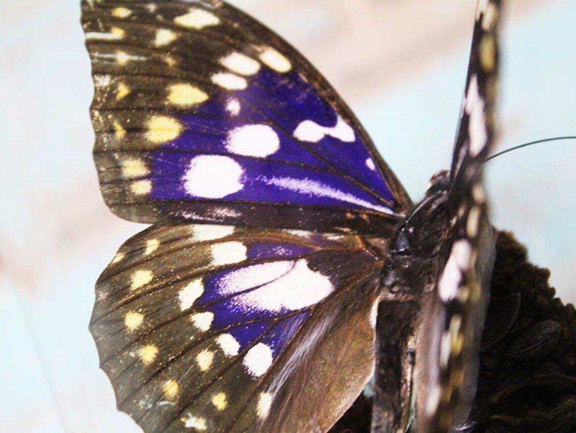 Japanese Emperor Butterfly in a Dome - Etsy