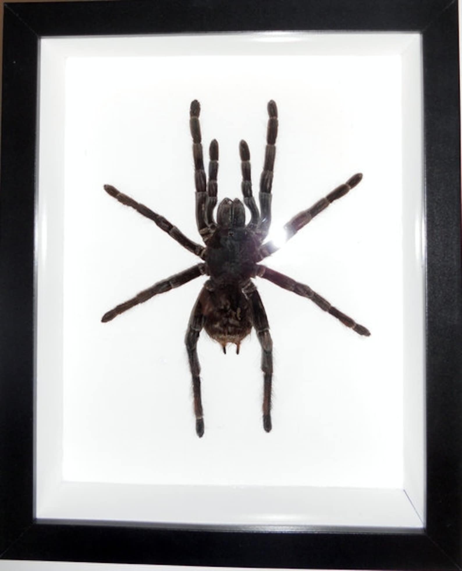 White Striped Tarantula Framed - Acanthoscurria Juruenicola - Etsy