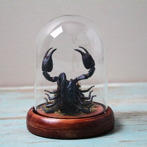 Scorpion in a Small Dome Wall Decor Real Taxidermy Wall Art Home ...