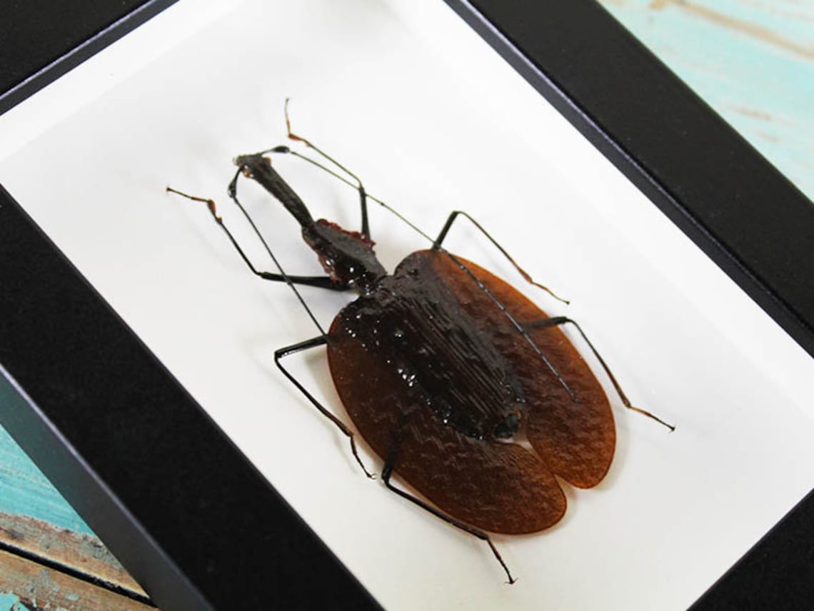 Violin Beetle in a Frame - Etsy