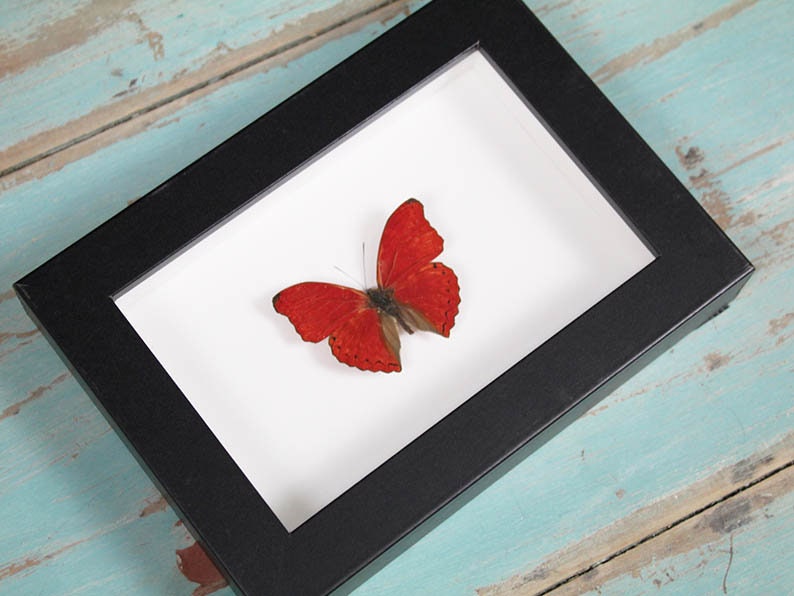 Red Glider Butterfly in a Frame - Etsy