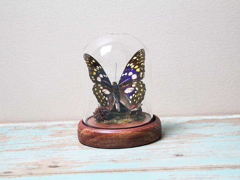 Japanese Emperor Butterfly in a Dome - Etsy