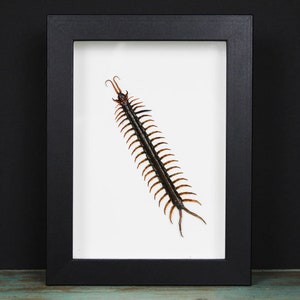 Scolopendra Sp. Centipede in a Frame - Etsy