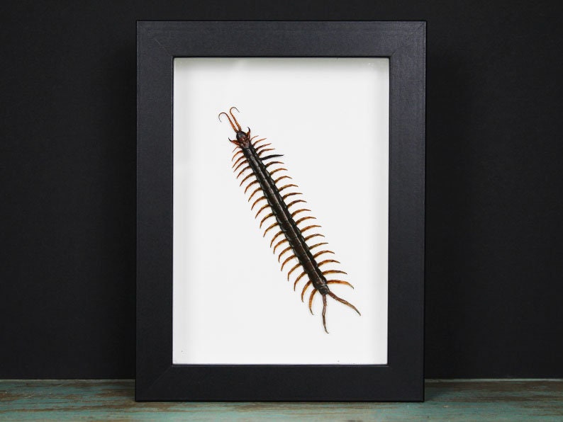 Scolopendra Sp. Centipede in a Frame - Etsy
