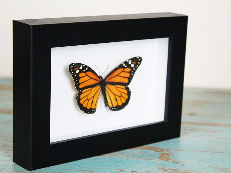Monarch Butterfly in a Frame - Etsy