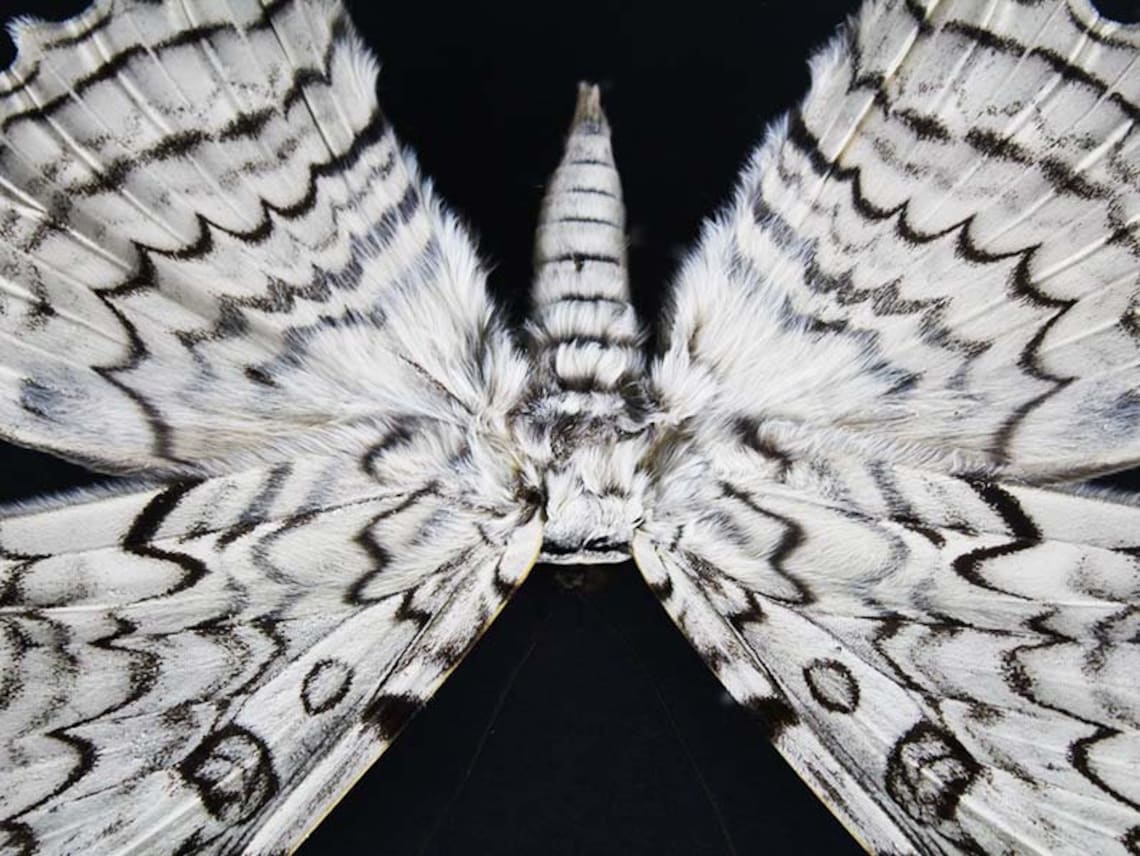 White Witch Moth in a Frame | Etsy