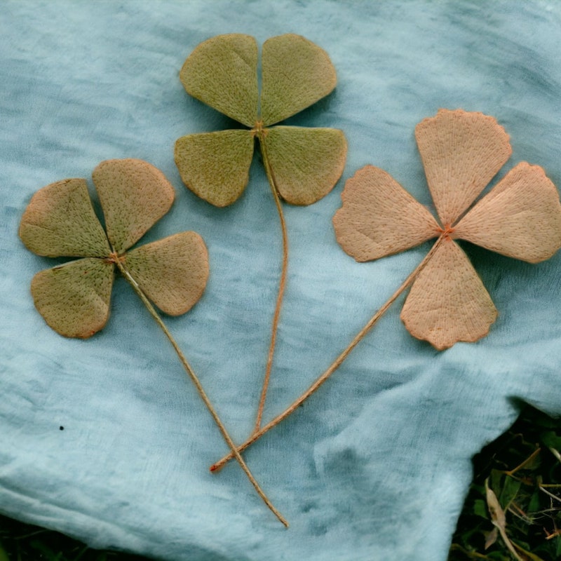 Dried 4 Leaf Clover - Etsy