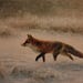 Red Fox Winter Print Vintage Woodland Animal Art Rustic Nature Wall Art ...