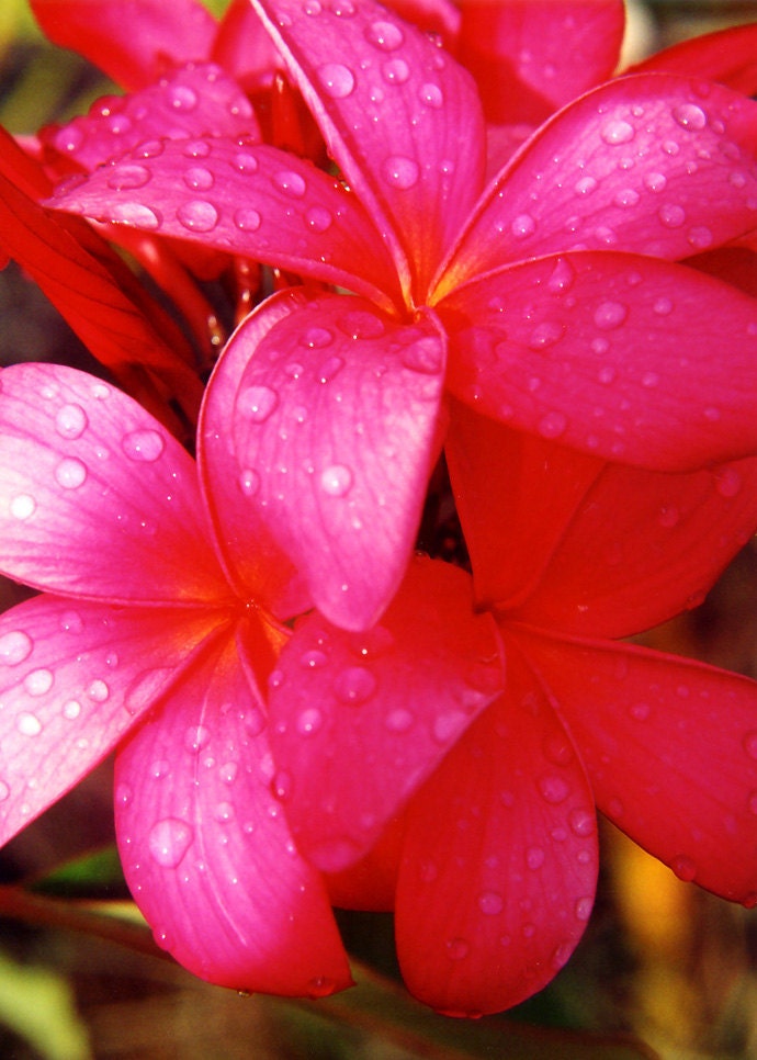 Red Plumeria in the Hawaiian Rain - Handmade Note Card - - Etsy