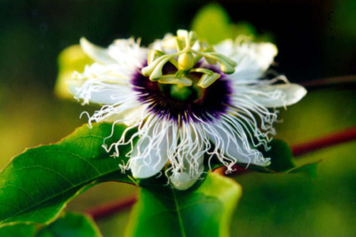Lilikoi Hawaiian Passion Flower Fine Art Blank Photo Greeting Card - Etsy