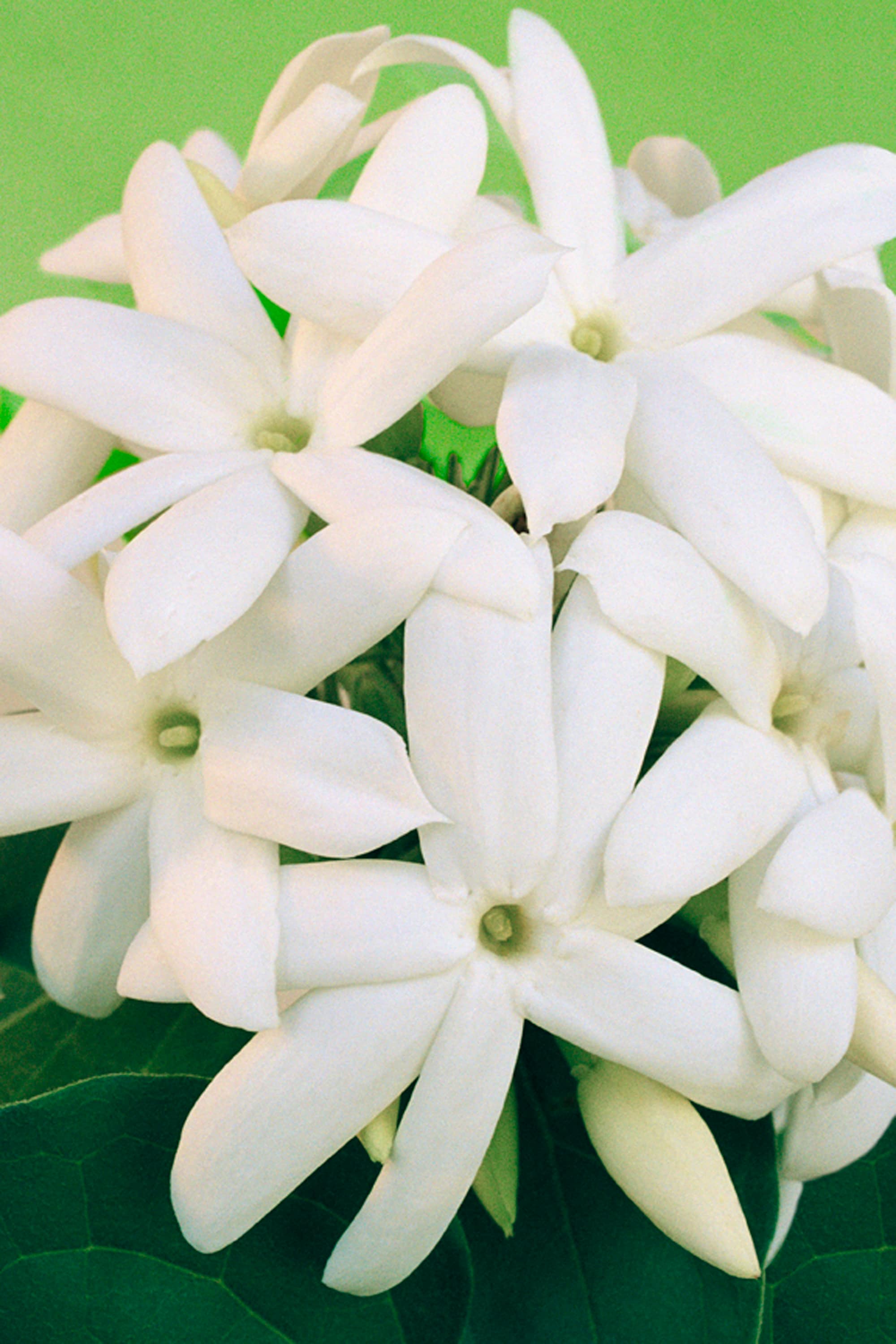 Hawaiian Pikake Lei Flower Photo Greeting Card - Etsy