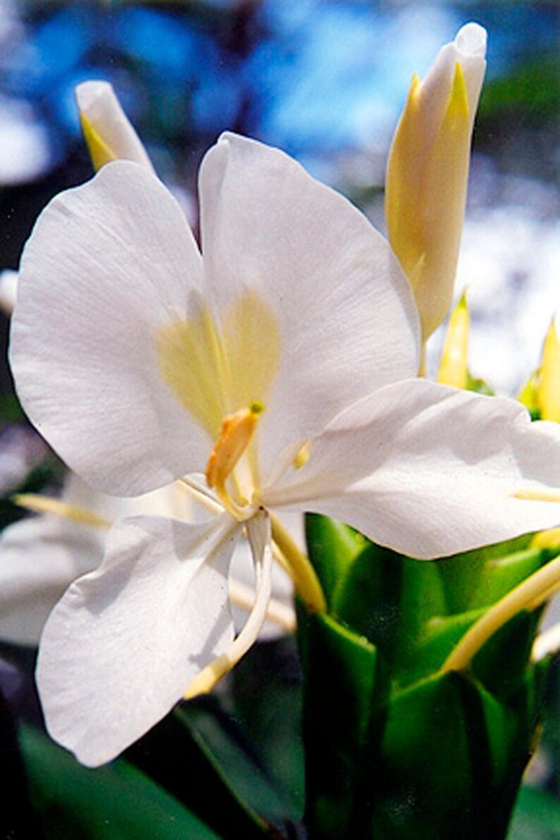 White Ginger Photo Greeting Card - Fine Art Flower Photography - Blank ...