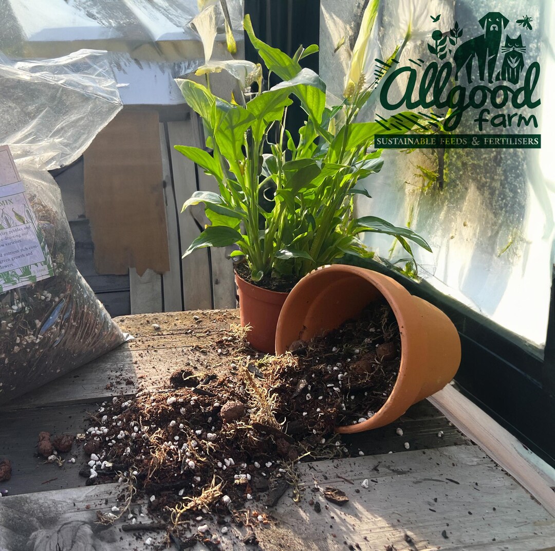 Peace Lily Potting Soil: Chunky Peat-free Mix, Nutrient Boost - Etsy UK