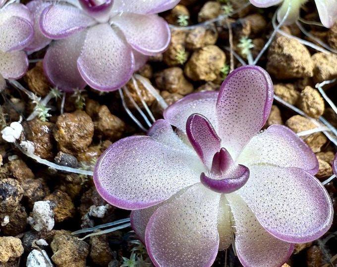 Pinguicula X "queen Cthulhu" | Fungus Gnat Catcher | Live Carnivorous ...