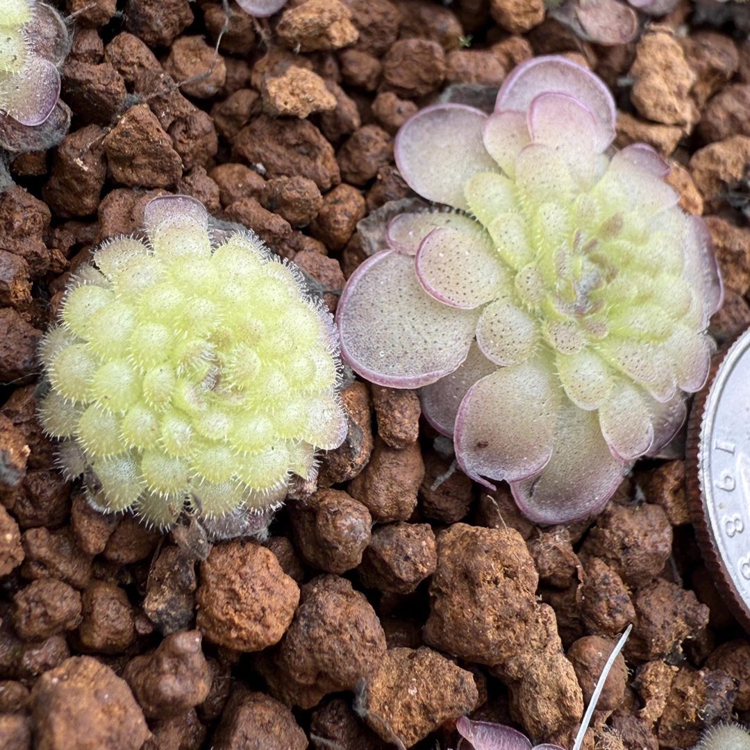 Pinguicula X "queen Cthulhu" | Fungus Gnat Catcher | Live Carnivorous ...