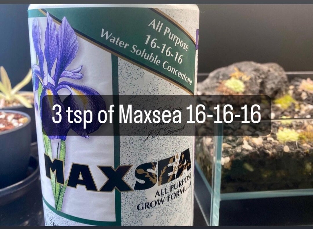 Maxsea 16-16-16 Carnivorous Plant Water-soluble Fertilizer/food (makes ...